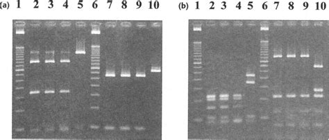 Pcr Restriction Fragment Length Polymorphism Analysis Of 3 Tubulin Download Scientific Diagram