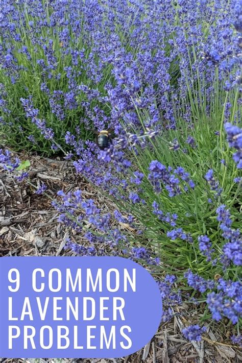 Common Lavender Problems And How To Solve Them