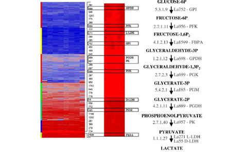 Hierarchical Clustering Analyses Of Gene Expression Patterns Left Download Scientific Diagram