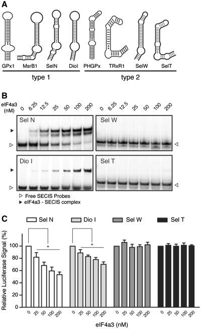 Eif4a3 Binds To Secis Elements With A Large Apical Loop A Download Scientific Diagram