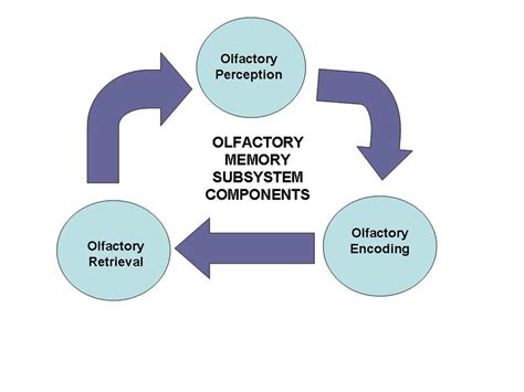 1 a schematic diagram of the relationship among olfactory perception