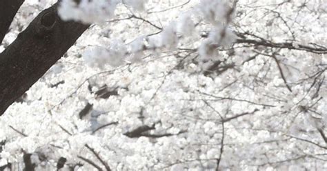 우와 벚꽃이 활짝 폈네