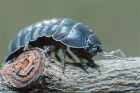 9 Scents That Pill Bugs Hate How To Use Them Pest Pointers