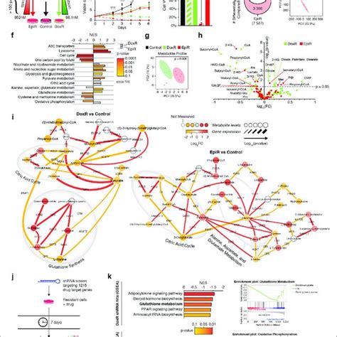 Transcriptomic And Metabolomic Analyses Uncover Distinct Metabolic Download Scientific Diagram