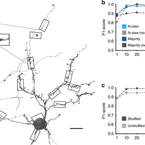 Cell Type Inference Using Cellular Morphology Neural Networks A N View Download Scientific