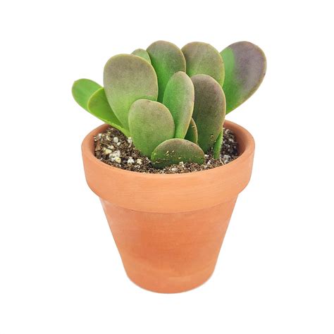 Trailing Jade Senecio Jacobsenii Trailing Groundcover Succulent