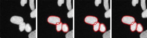 Segmentation Of A Microscope Image Of A Cell Cluster A The