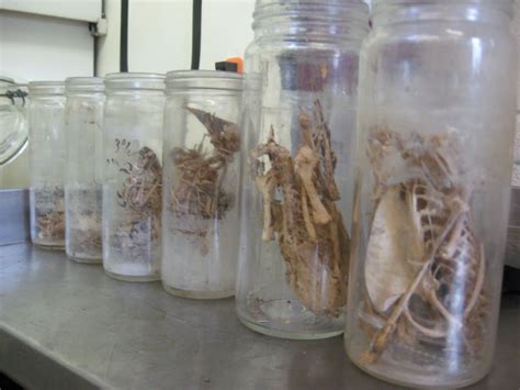 Biology Lab Specimens