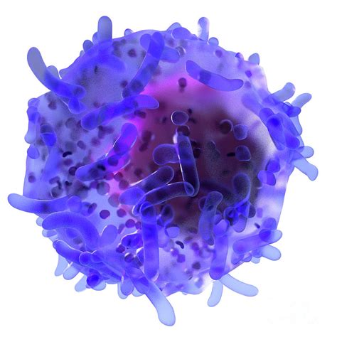 Natural Killer Cell By Science Photo Library