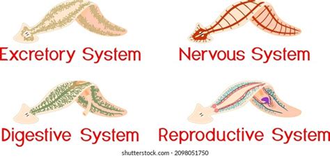 371 Worm Digestive Stock Illustrations Images And Vectors Shutterstock