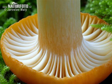 Oak Woodwax Mushroom Photos, Oak Woodwax Images, Nature Wildlife ...
