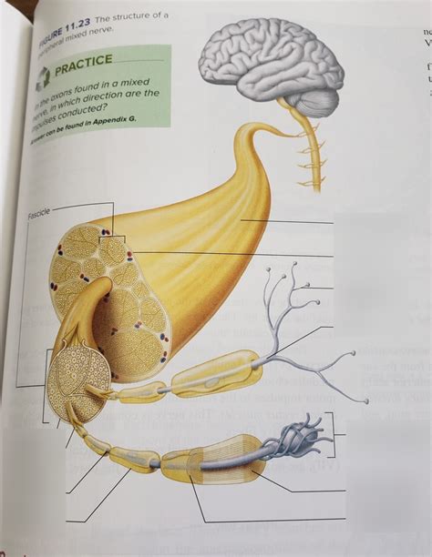 Peripheral Mixed Nerve Diagram Quizlet