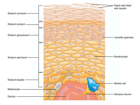 Skin Structure And Functions Concise Medical Knowledge