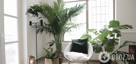 Тропічні рослини які можна виростити вдома у квартирі назви і фото