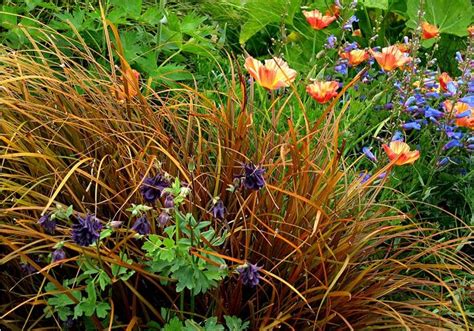 Annies Annuals And Perennials Uncinia Uncinata ‘rubra Ornamental