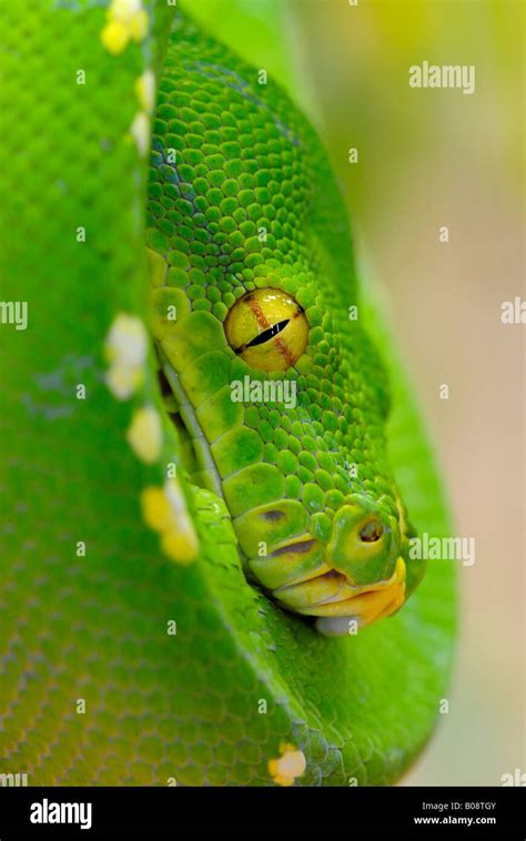 arbre vert python chondropython viridis banque d image et photos alamy