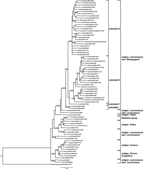 Bayesian Tree Inferred From The Combined Nuclear Datasets Its And Ets Download Scientific