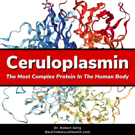 Ceruloplasmin The Most Complex Protein In The Human Body — Back To Natural Health