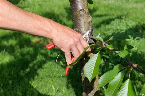 Easy Tips For Safe Tree Pruning In Indooroopilly