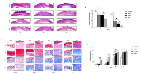 Epithelialization And Granulation Tissue Regeneration In Wounds Treated