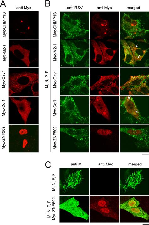 A Subcellular Localization Of Interactors Of M In The Absence And