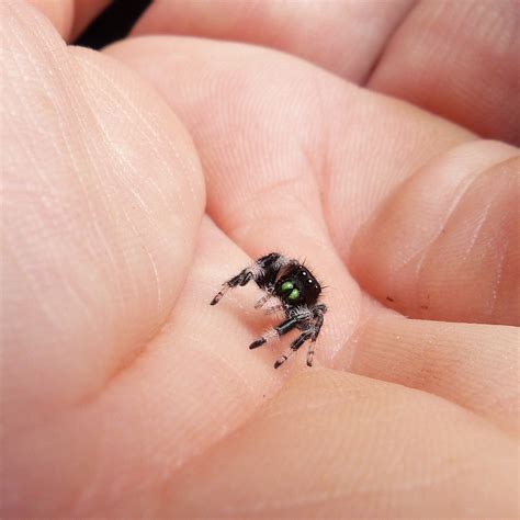 W Midlands Phidippus Regius Regal Jumping Spider £10 A Pair Reptile Forums