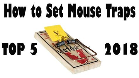 How To Set Mouse Traps 2018 Mouse Traps Mouse Traps