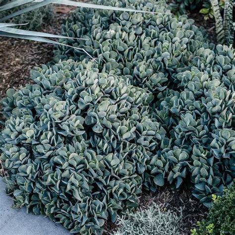 Crassula Blue Bird Succulent For Your Garden