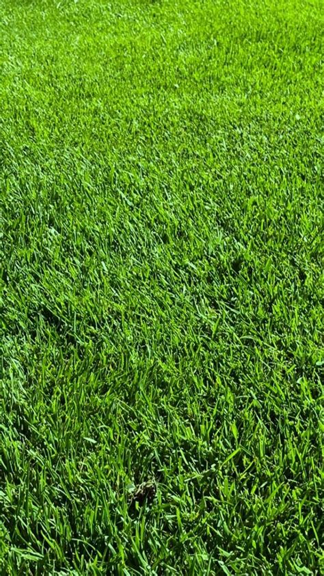 Simple Basic Grass Background Backiee