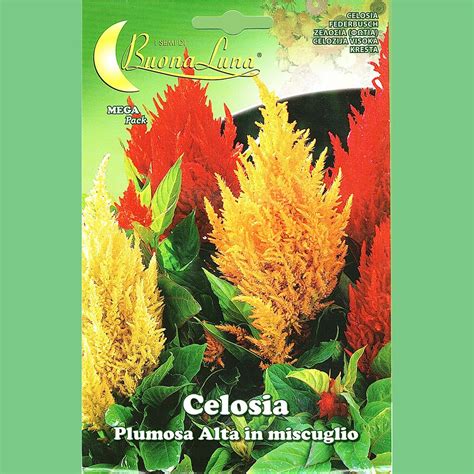 Celosia Plumosa Plumed Cockscomb Or Silver Cocks Comb Χορομίδης