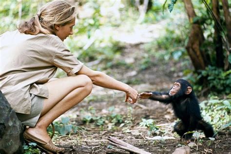 Bangkok Post Jane Goodall And The Chimp Wars