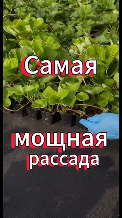Самая мощная рассада клубники👍 клубника ежевика рассада урожай сад дача огород