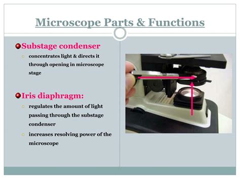 Condenser Function Of Microscope At Charles Blackshear Blog
