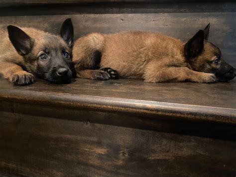 Belgian Malinois Puppies For Sale In Michigan