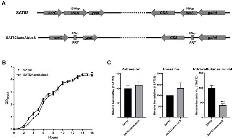 The Aroa And Luxs Double Gene Mutant Strain Has Potential To Be A Live