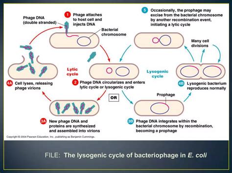 Microbiology Noncellular Microbes Louis Carlo Lim Ppt
