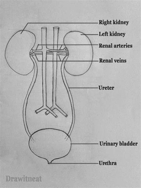 this diagram is a model of a biological process [2] an illu
