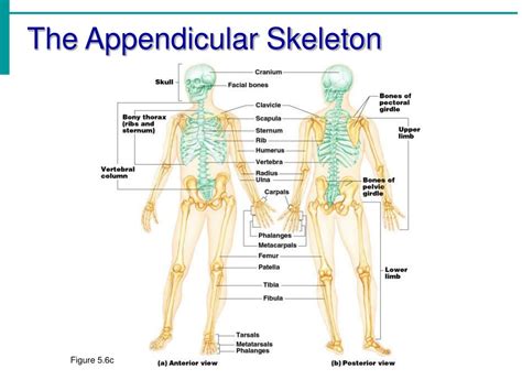 PPT Exploring The Human Skeleton Functions And Structures PowerPoint Presentation ID 9396409