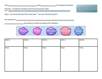 DNA Replication Simulation By The Middle Babe Science Teacher TPT