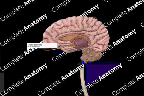 Subcallosal Area Complete Anatomy