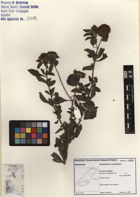 Centratherum Punctatum