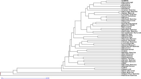 dendrogram based on simple sequence repeat ssr markers tightly linked