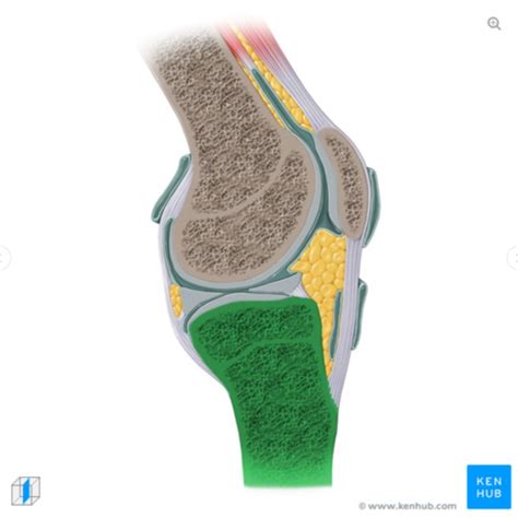 Components Of Knee Joint Quizlet