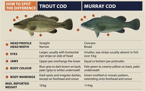 Trout Cod Vrfish