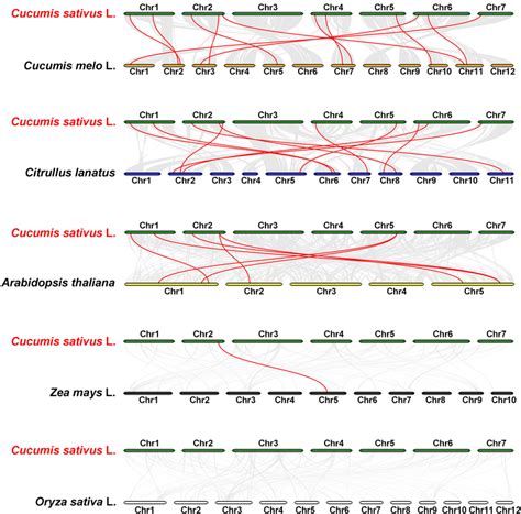 Comparative Genome Collinearity Analyses Of Col Genes Between Cucumber Download Scientific