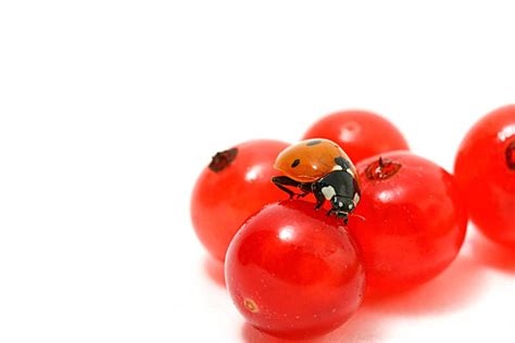 Ladybug Life Cycle Food Gods Cow Aphids Vector Food Gods Cow Aphids Png And Vector With