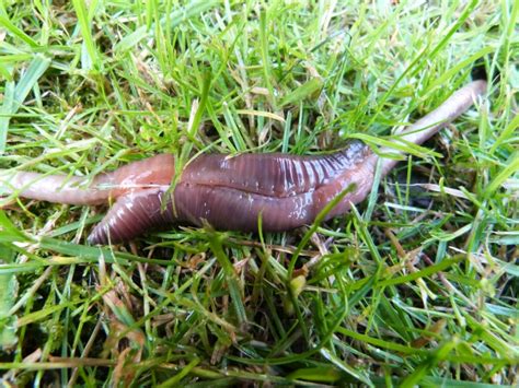 Worm Sex Prof Jeff Ollerton Ecological Scientist And Author