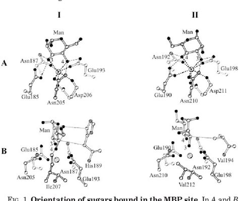 Figure 1 From Orientation Of Bound Ligands In Mannose Binding Proteins
