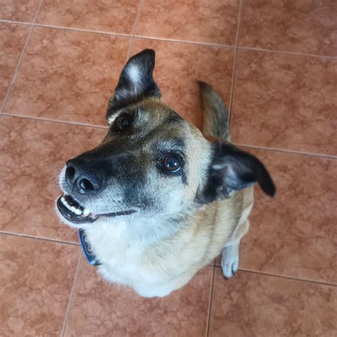 Not The Biggest Sonar Ears But Still 😂 R Sonarears