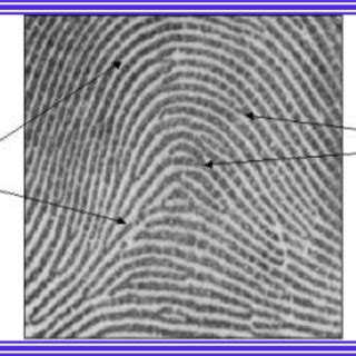 Reveals The FP Image Download Scientific Diagram